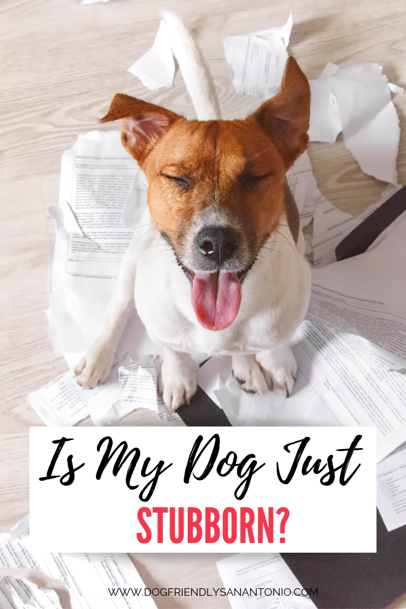Do I Really Have a Stubborn Dog? - The Dog Guide San Antonio