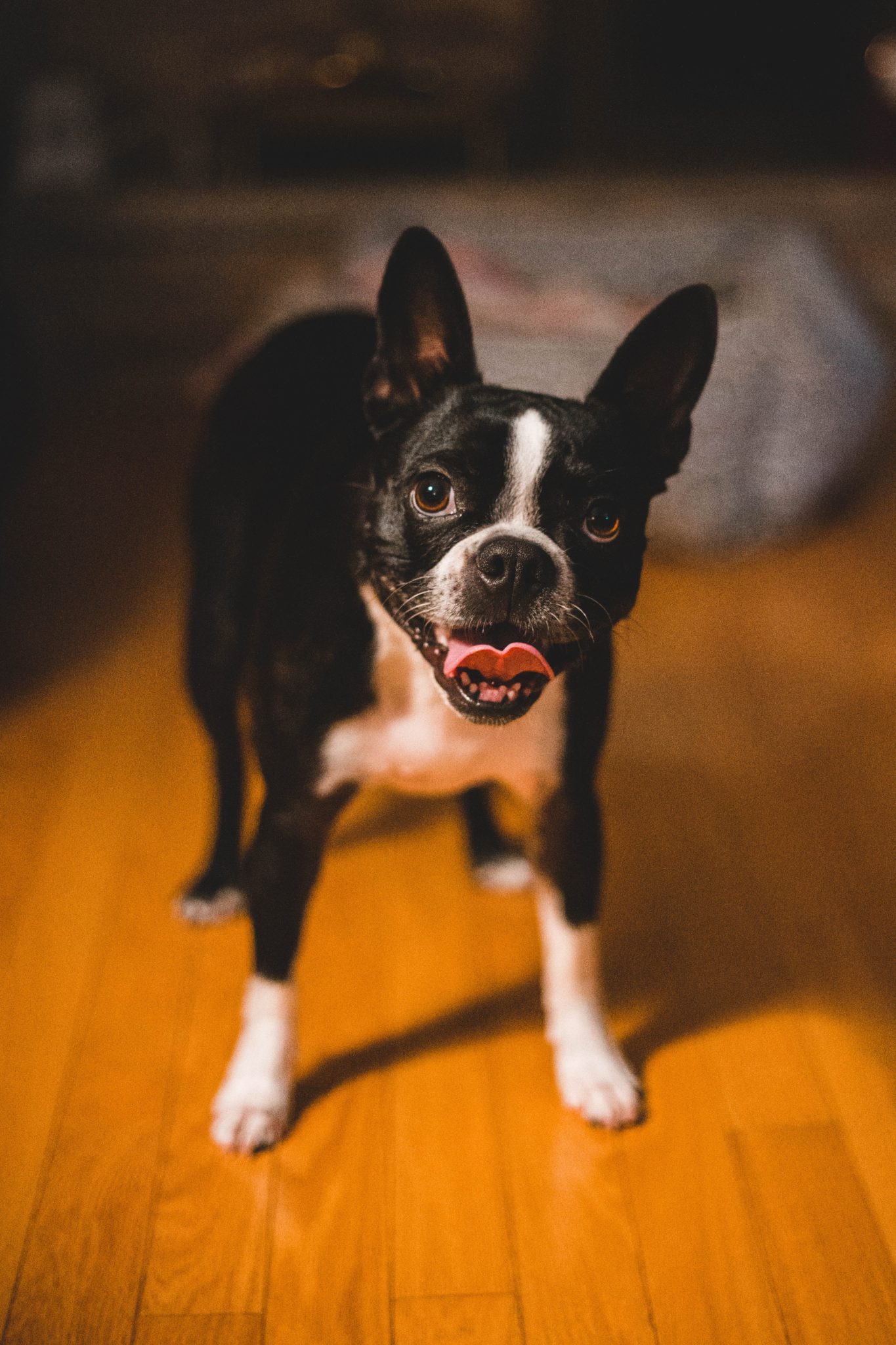 Enneagram Types for Dogs - The Dog Guide San Antonio