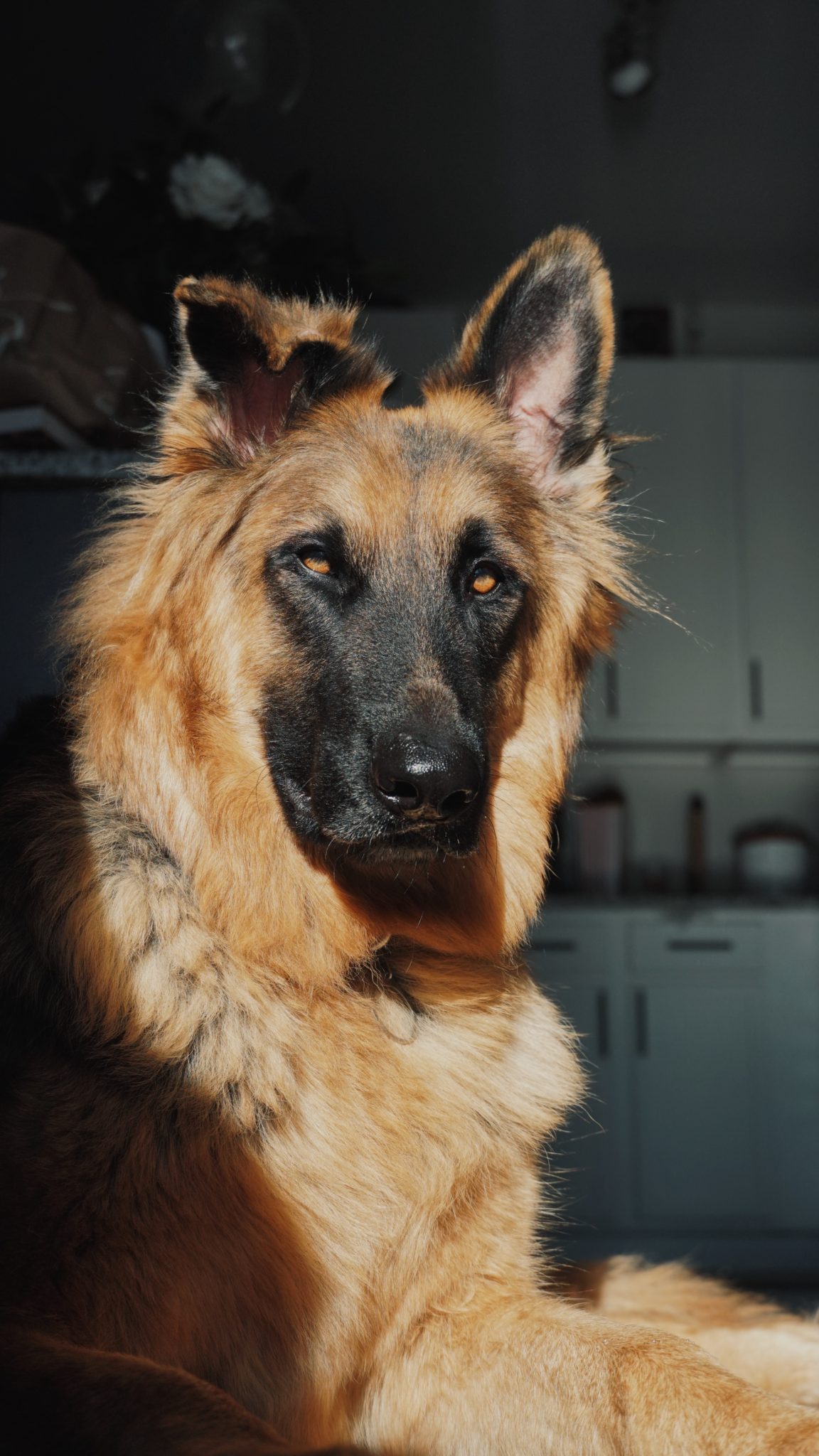 Enneagram Types for Dogs - The Dog Guide San Antonio