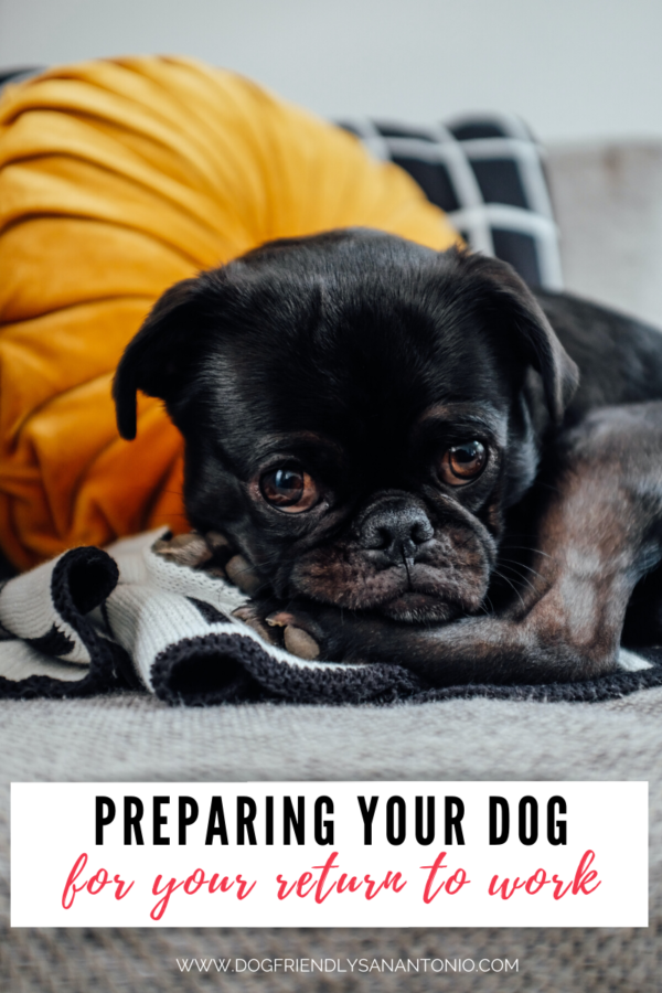 Preparing Your Dog For Your Return to Work - The Dog Guide San Antonio