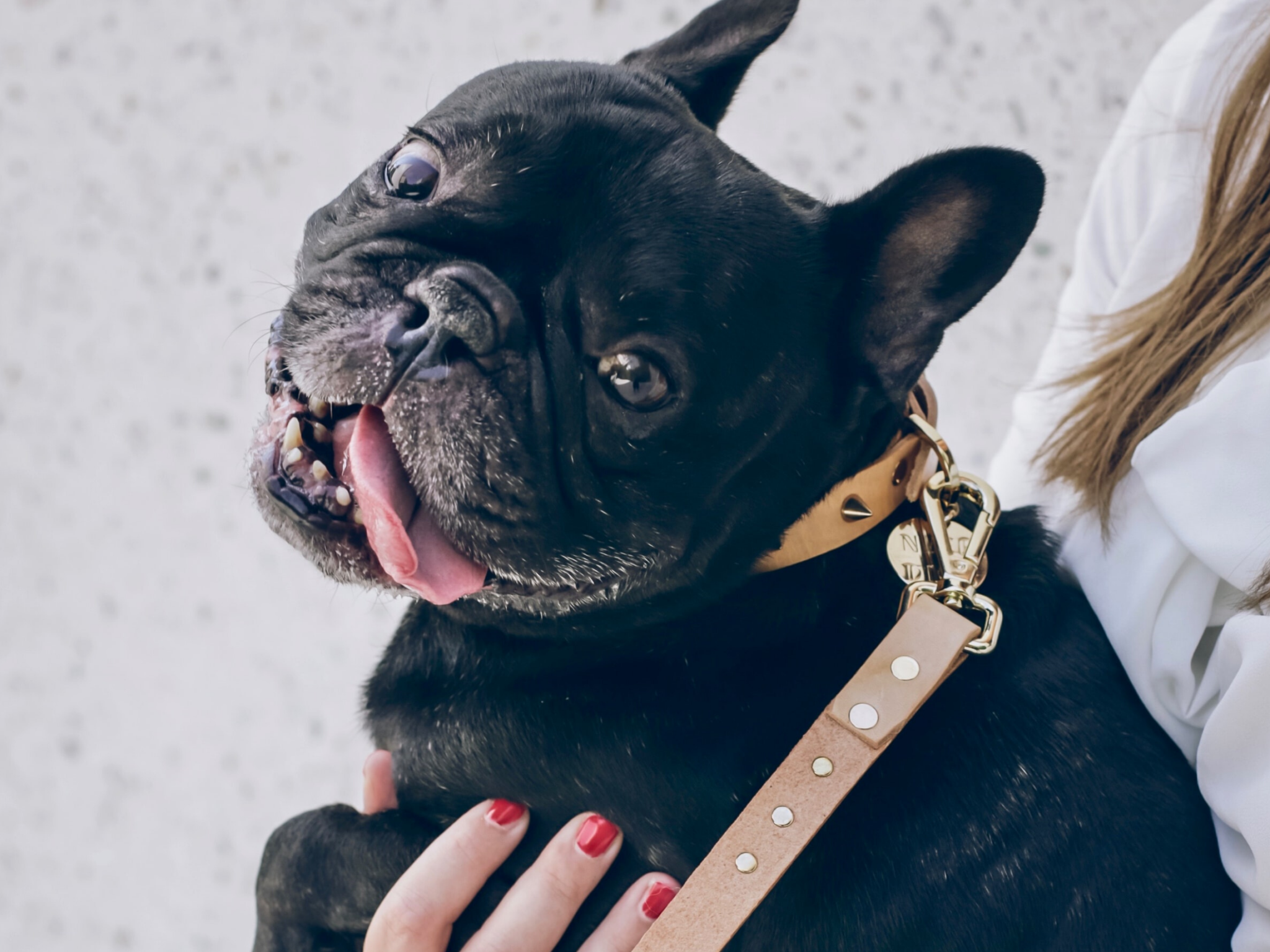 How Hot is Too Hot for a Dog Walk? - The Dog Guide San Antonio