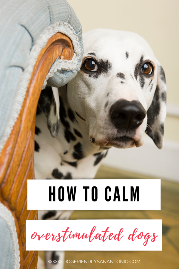 How to Calm a Dog Down - The Dog Guide San Antonio