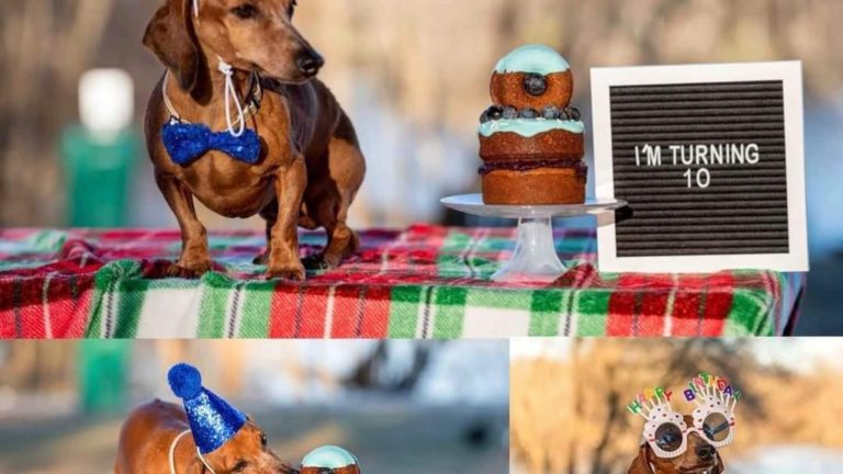 Heffer's 10th Birthday! - The Dog Guide San Antonio