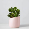 32 Gorgeous Houseplants That Are Safe for Dogs (And 10 to Avoid!) - The ...
