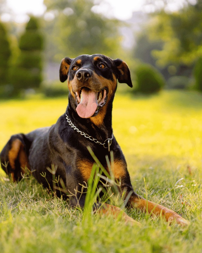 28 Best Dog Breeds for Hot Weather Months in San Antonio - The Dog ...